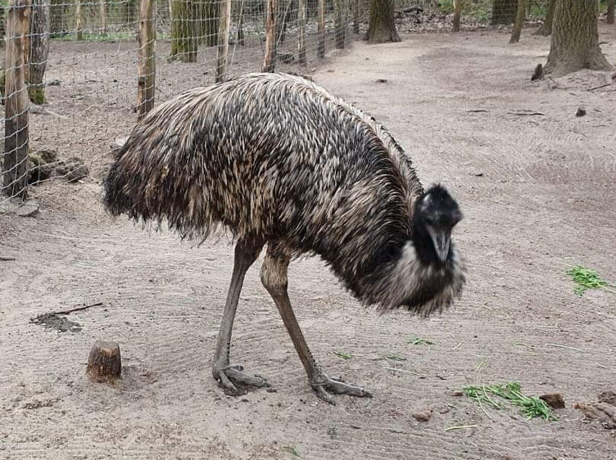 Emu - Szigethalmi Vadaspark